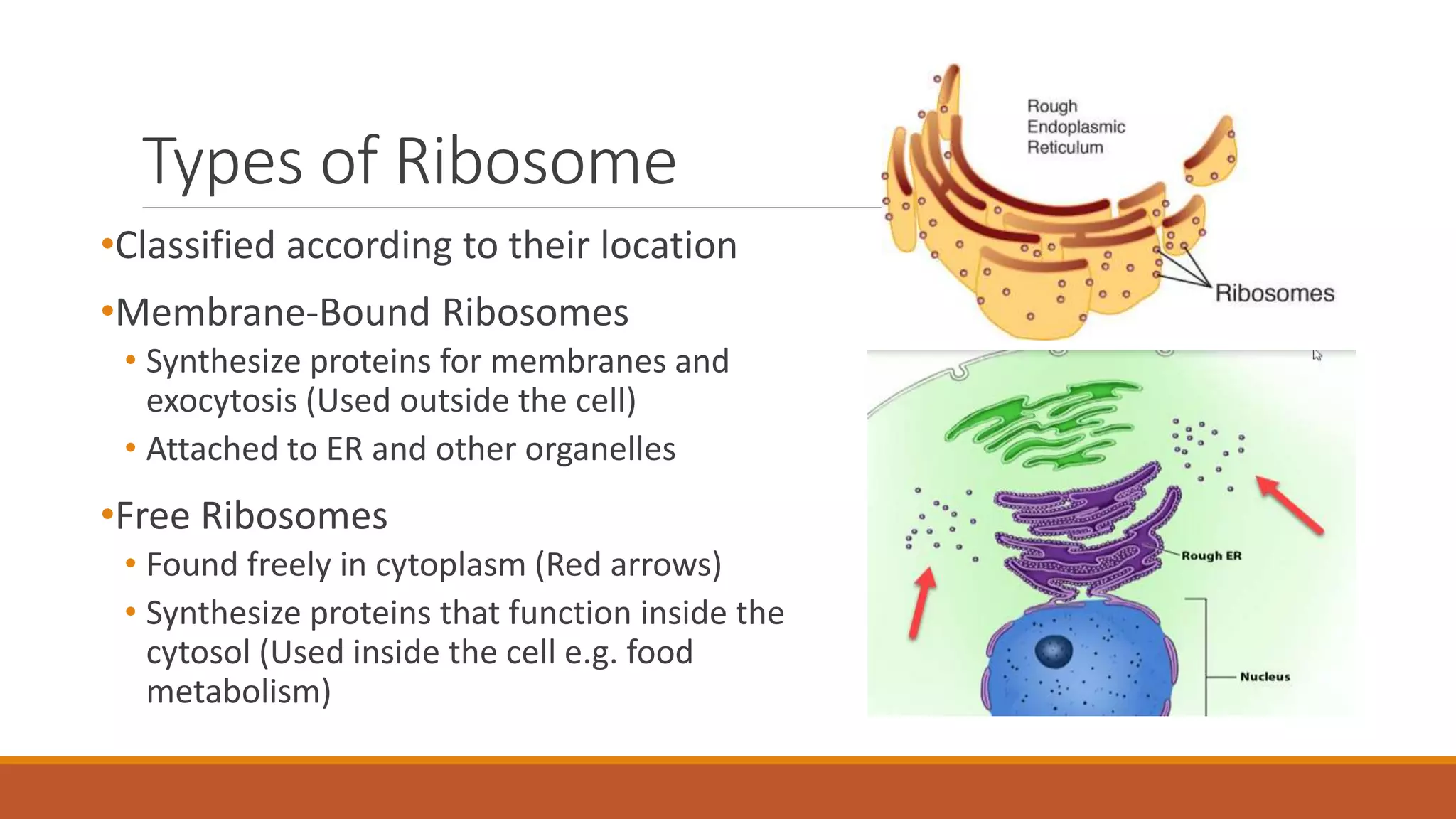 Ribosome Ppt Introduction Structure And Function Ppt