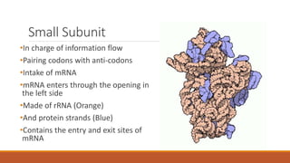 Ribosome ppt (introduction structure & Function) | PPTX