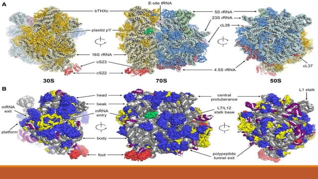 Ribosome ppt (introduction structure & Function) | PPTX | Biological Sciences | Science