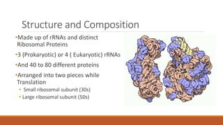 Ribosome ppt (introduction structure & Function) | PPTX