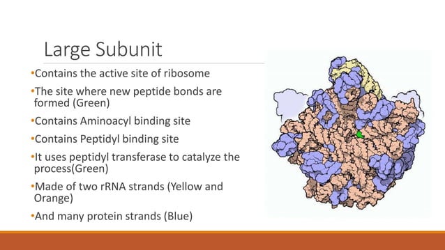 Ribosome Ppt Introduction Structure And Function Ppt