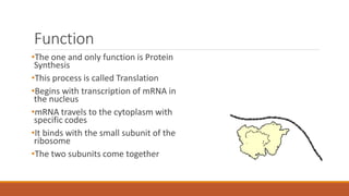 Ribosome Function
