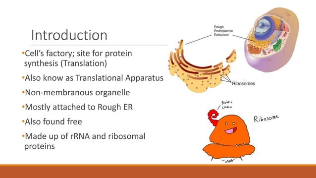Ribosome Ppt Introduction Structure And Function