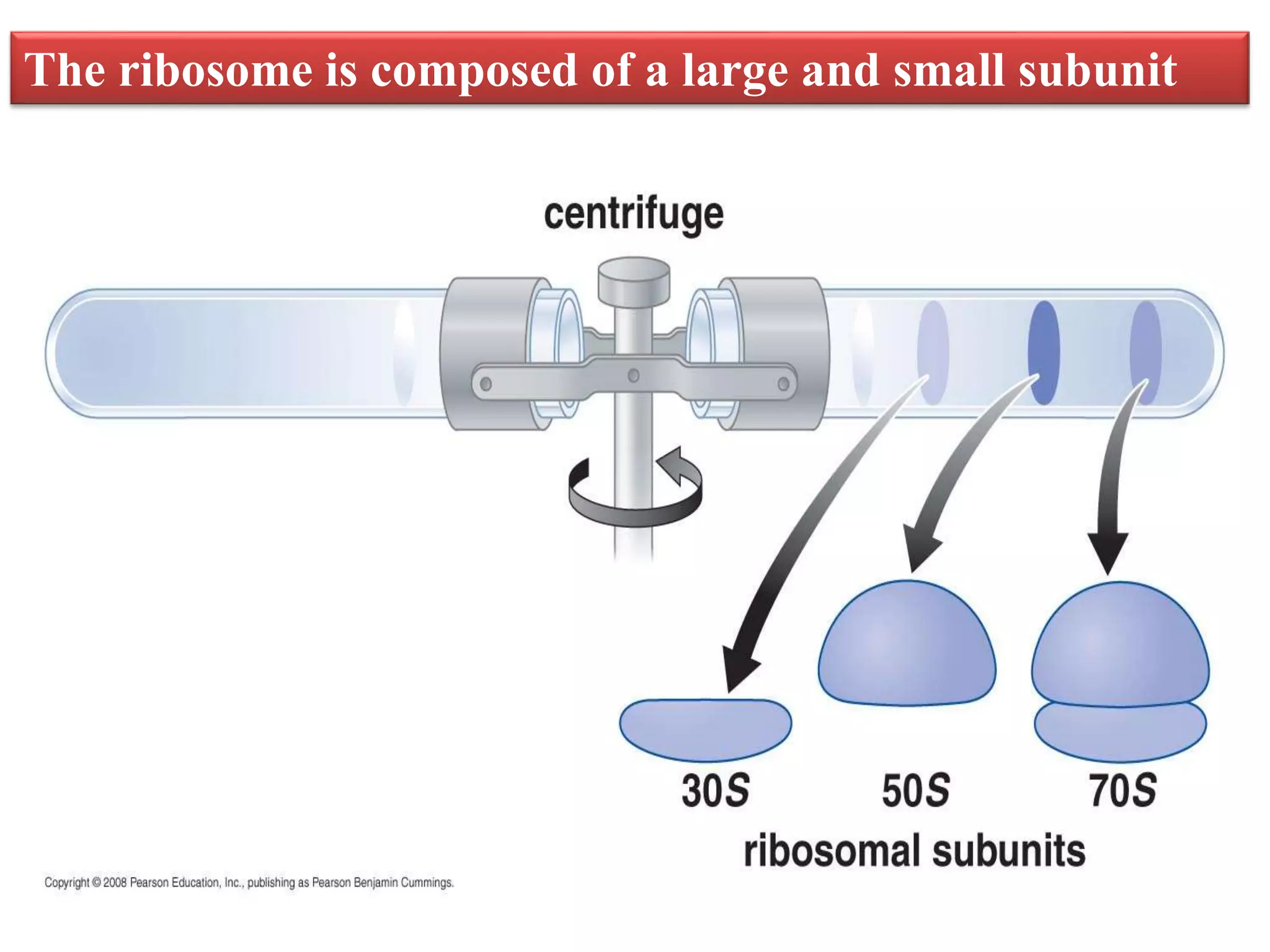 Ribosome | PPTX