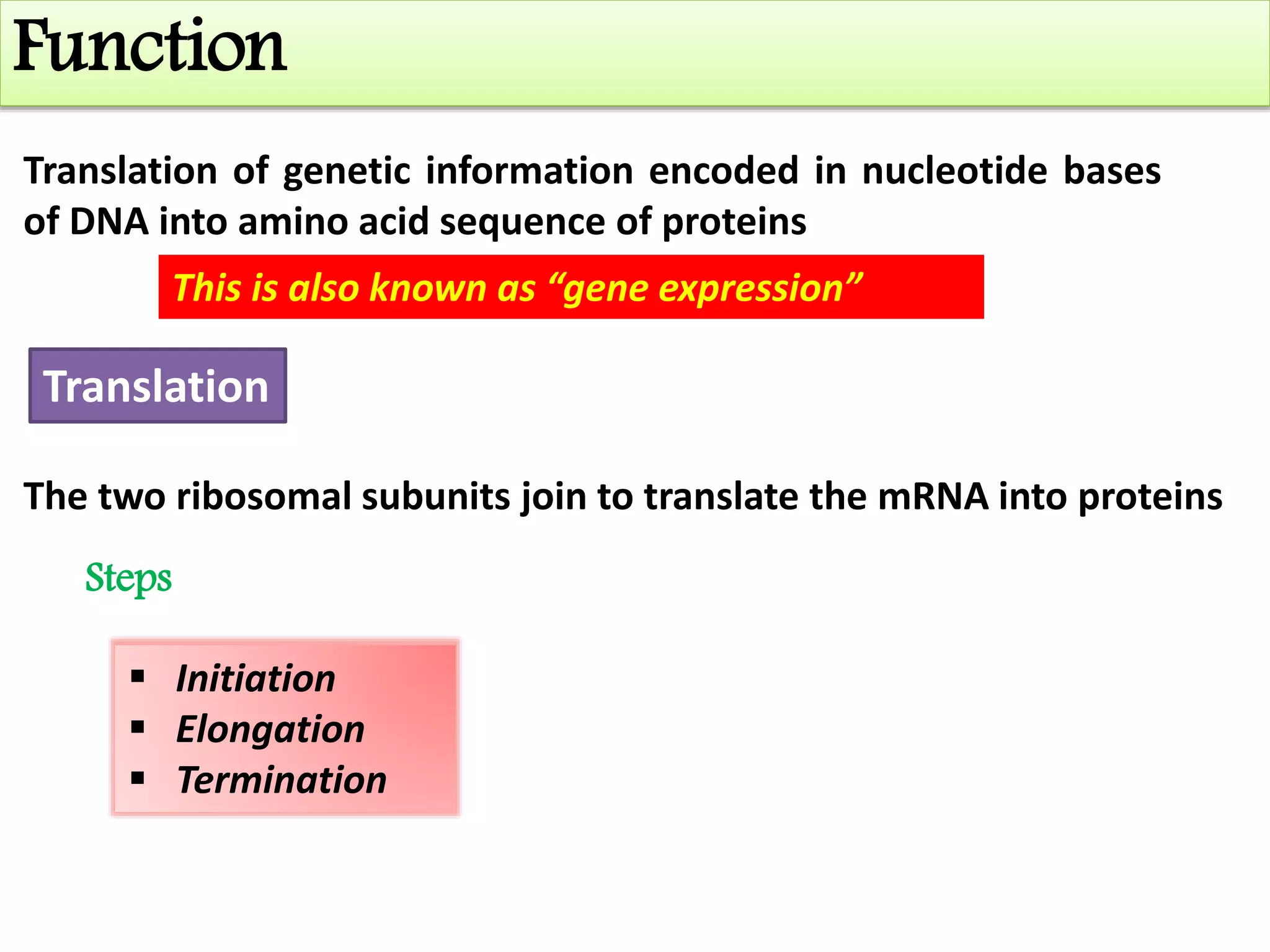 Ribosome | PPTX
