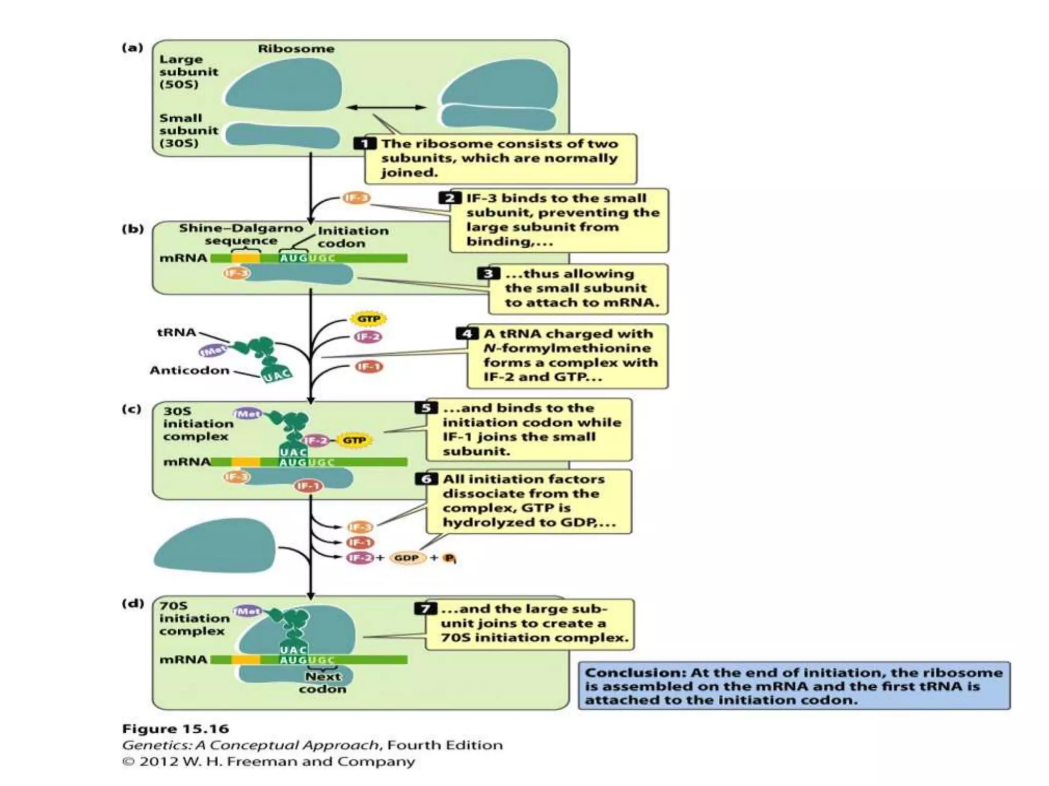 Ribosome | PPTX
