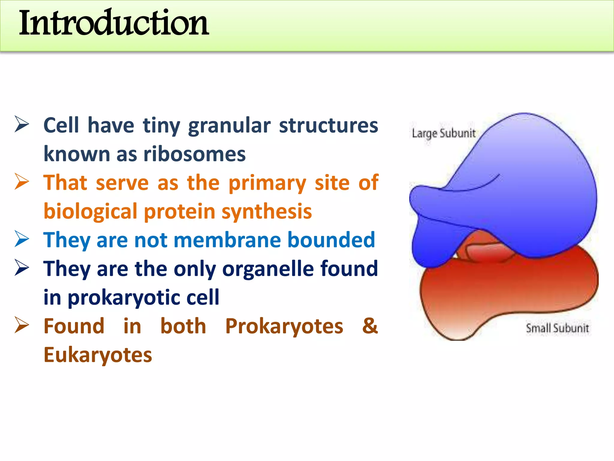 Ribosome | PPTX