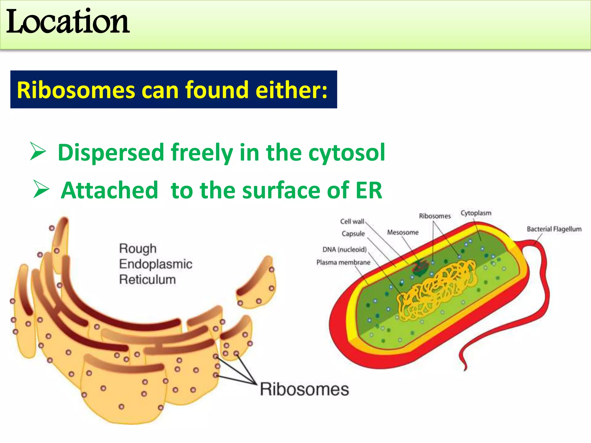 Ribosome | PPTX