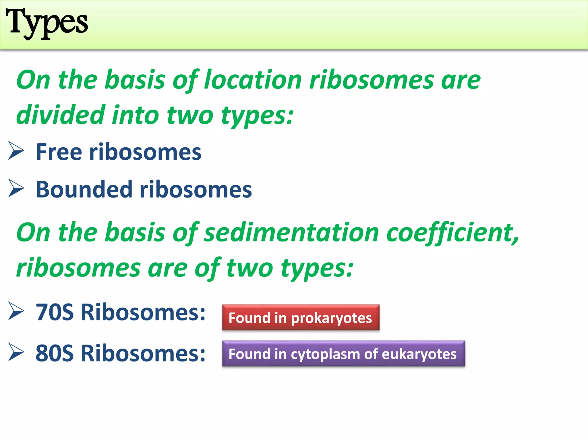 Ribosome | PPTX