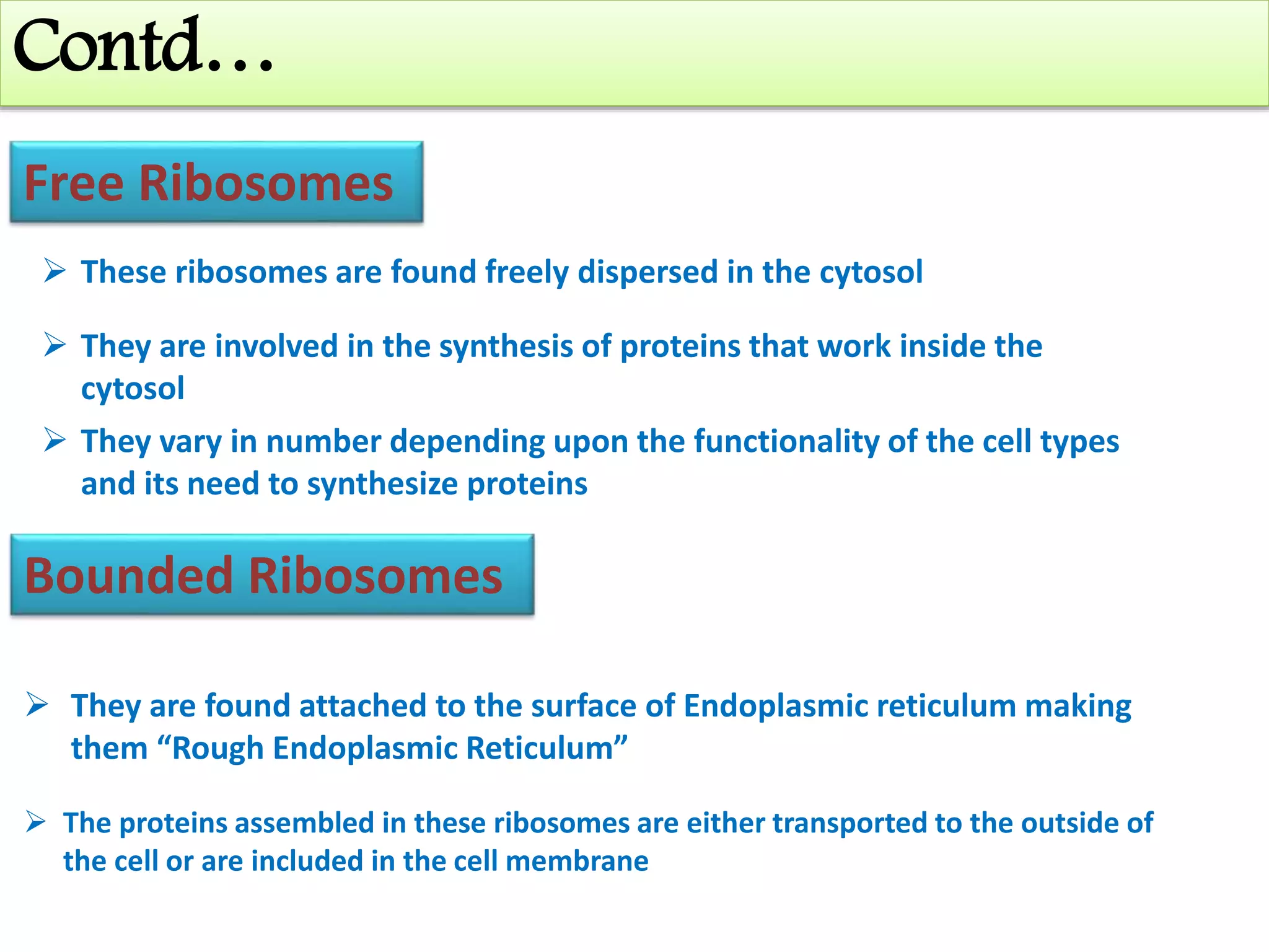 Ribosome | PPTX