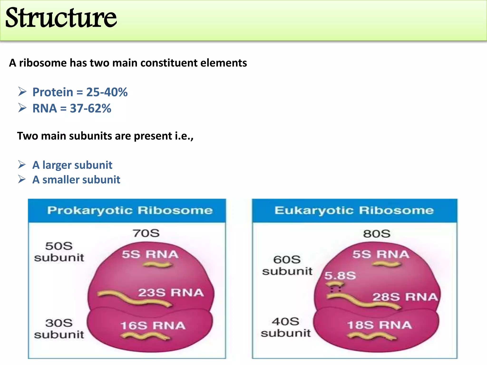 Ribosome | PPTX