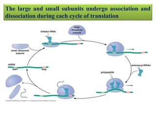 Ribosome | PPTX