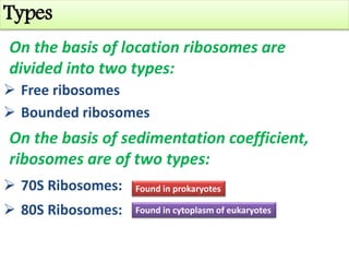 Ribosome | PPTX