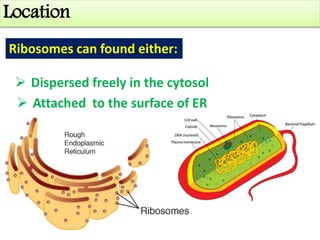 Ribosomes Location