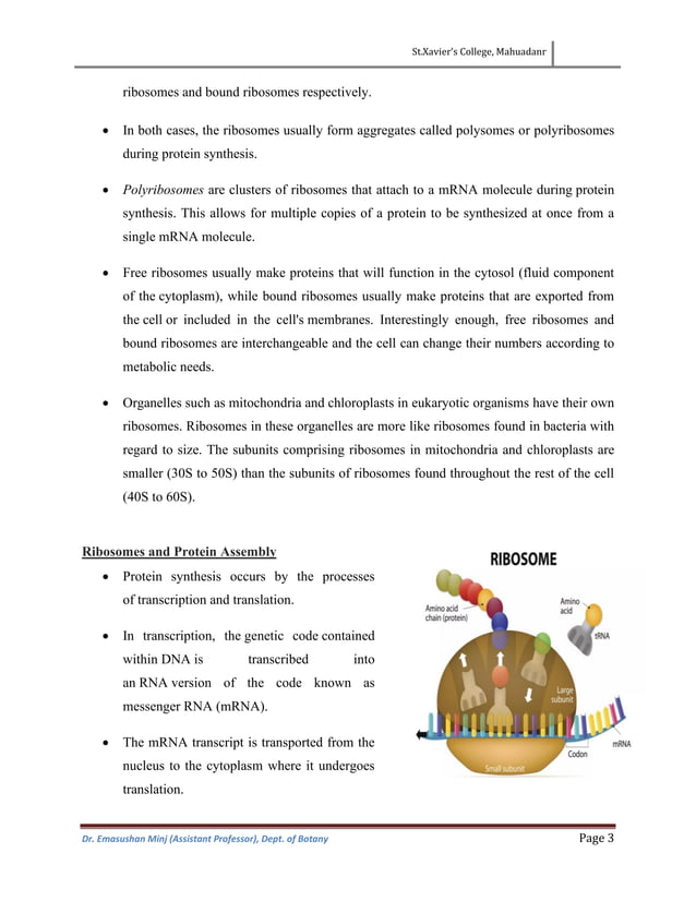 Ribosome | PDF | Programming Languages | Computing