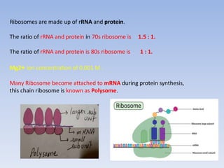 Ribosome | PPT
