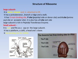 Ribosome | PPT