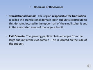 Ribosome | PPT