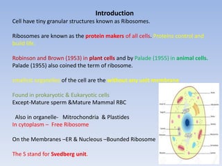 Ribosomes Function For Kids