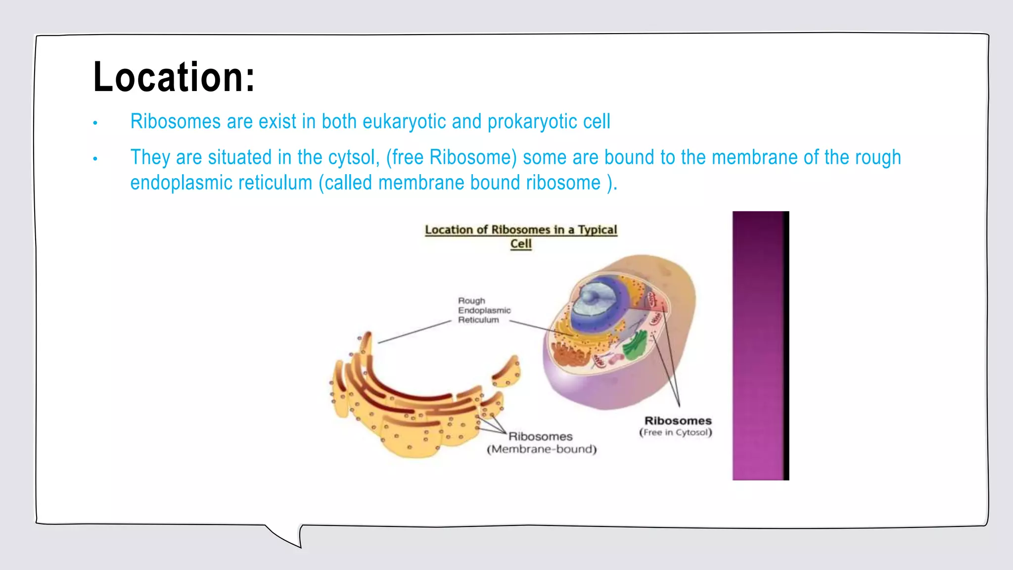 Ribosome.pptx | Biological Sciences | Science