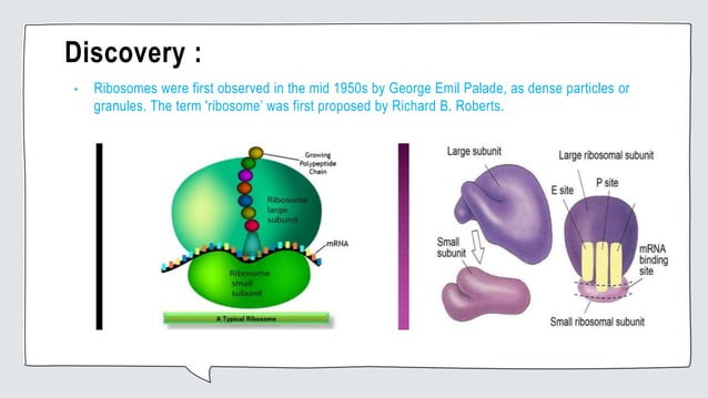 Ribosome.pptx | Biological Sciences | Science