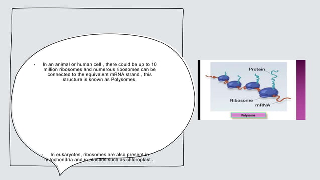 Ribosome.pptx | Biological Sciences | Science