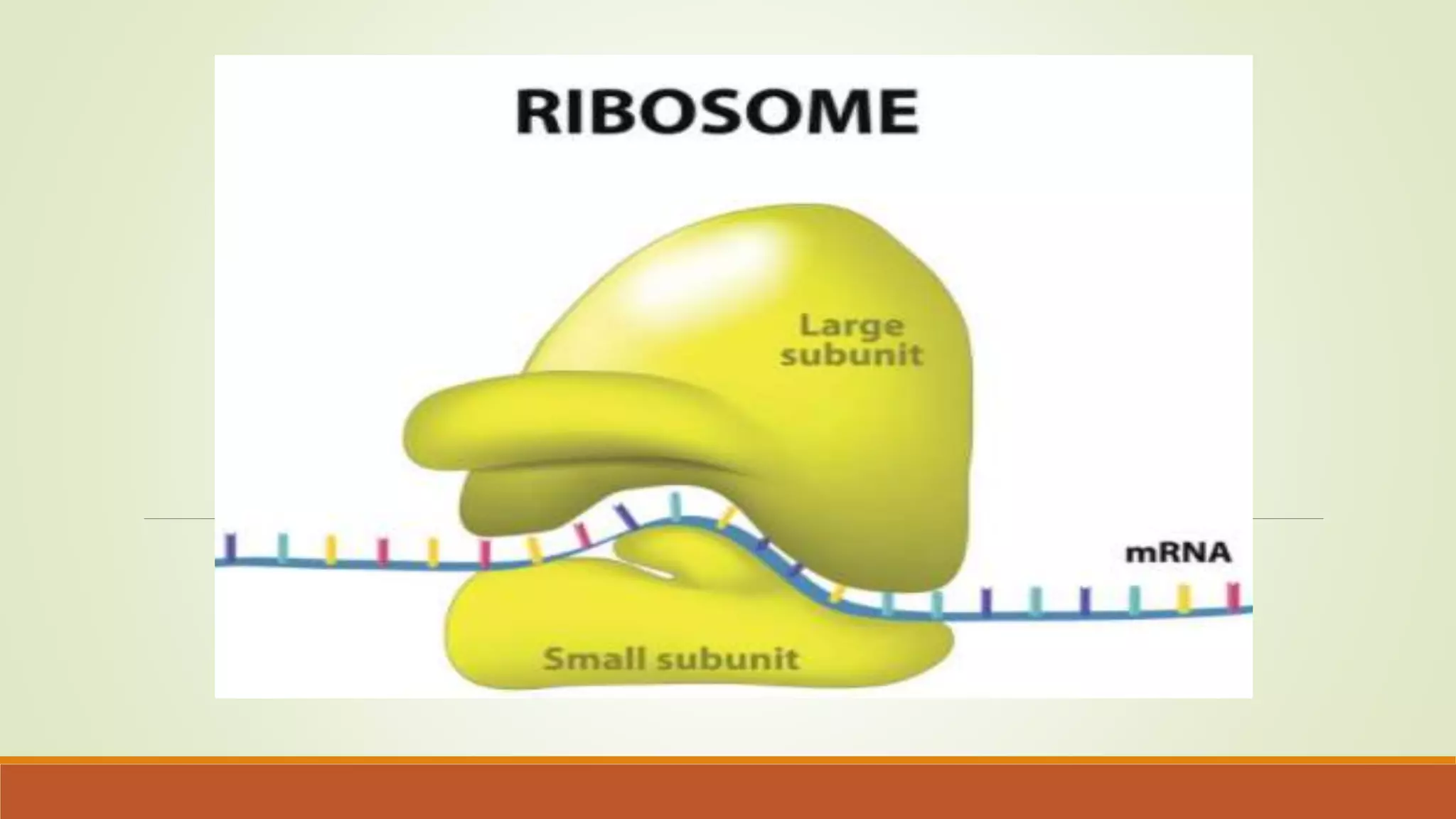 Ribosome - LMS.pptx