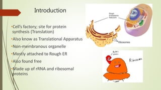 Ribosome - LMS.pptx