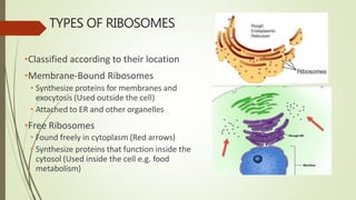 Ribosome - LMS.pptx