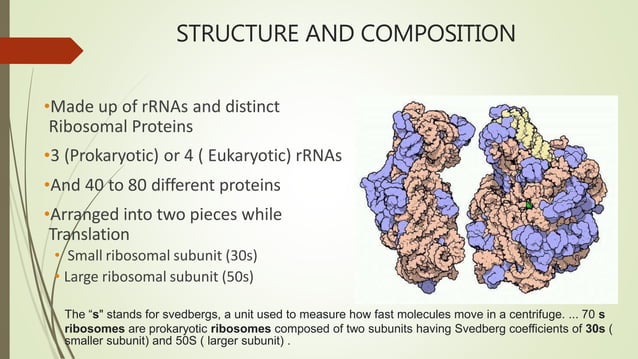 Ribosome - LMS.pptx