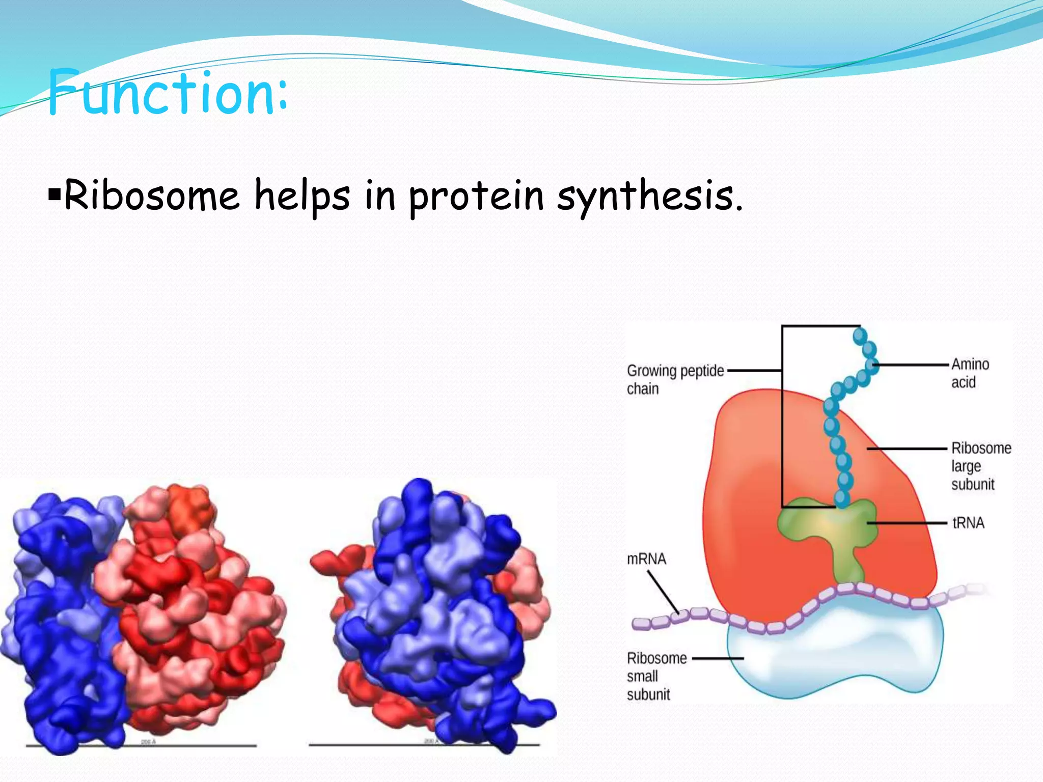 Ribosome 1st | PPTX