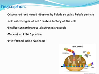 Ribosome 1st | PPTX