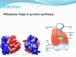 Ribosome 1st | PPTX