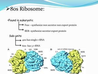 Ribosome 1st | PPTX