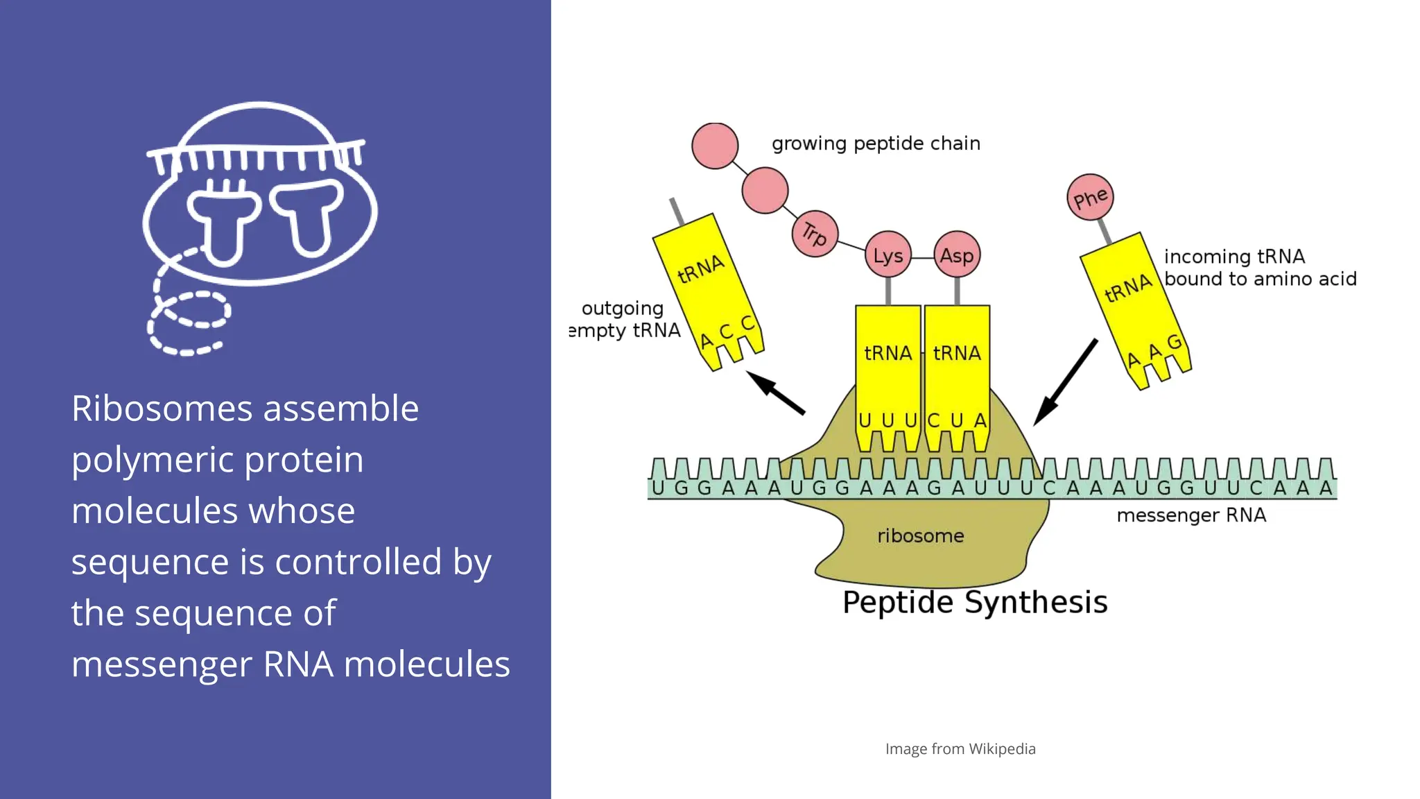 Innovative Ribosome Analysis - Creative Biolabs | PPTX