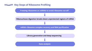 Innovative Ribosome Analysis - Creative Biolabs | PPTX