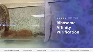 Innovative Ribosome Analysis - Creative Biolabs | PPTX