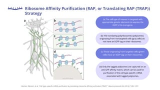 Innovative Ribosome Analysis - Creative Biolabs | PPTX