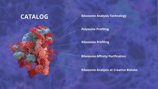 Innovative Ribosome Analysis - Creative Biolabs | PPTX
