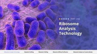 Innovative Ribosome Analysis - Creative Biolabs | PPTX