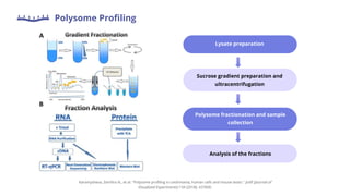 Innovative Ribosome Analysis - Creative Biolabs | PPTX