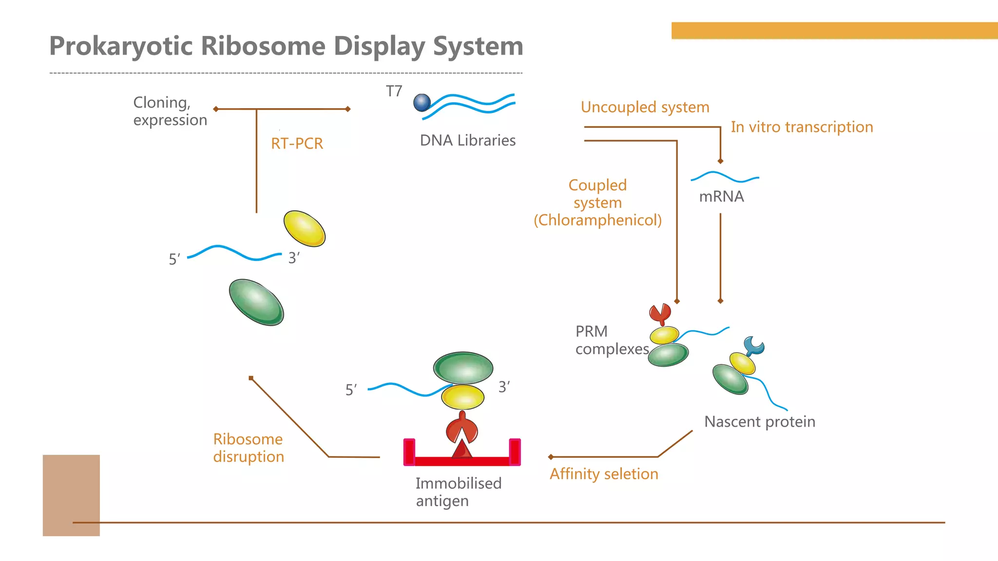 Ribosome Display Technology Creative Biolabs Ppt
