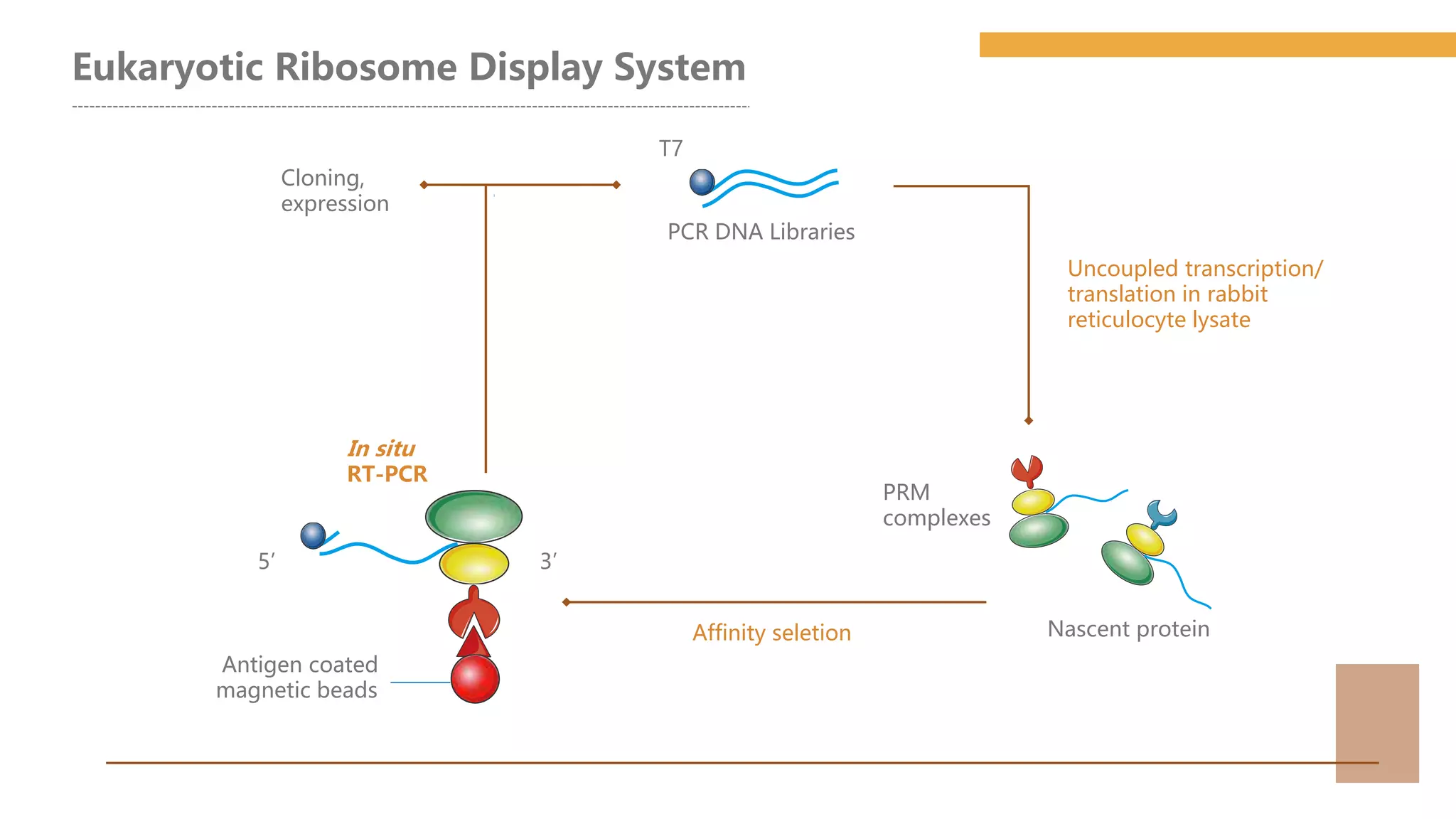 Ribosome Display Technology - Creative Biolabs | PPTX