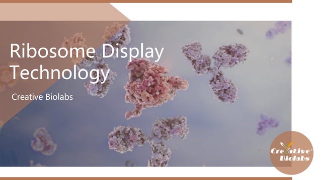 Ribosome Display Technology - Creative Biolabs | PPTX | Chemistry | Science