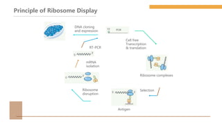 Ribosome Display Technology - Creative Biolabs | PPTX