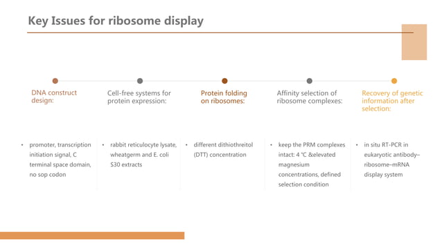 Ribosome Display Technology - Creative Biolabs | PPTX | Chemistry | Science