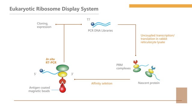 Ribosome Display Technology - Creative Biolabs | PPTX | Chemistry | Science