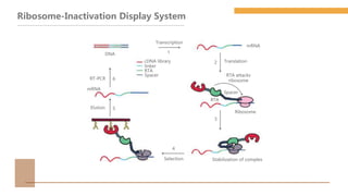 Ribosome Display Technology - Creative Biolabs | PPTX