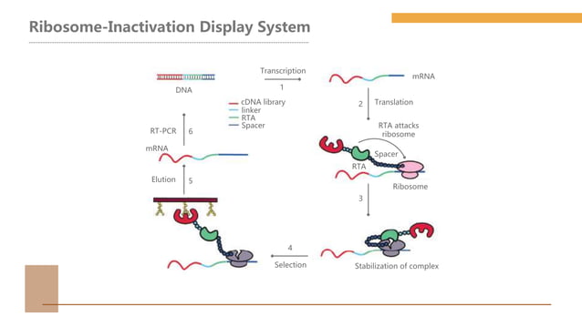 Ribosome Display Technology - Creative Biolabs | PPTX | Chemistry | Science
