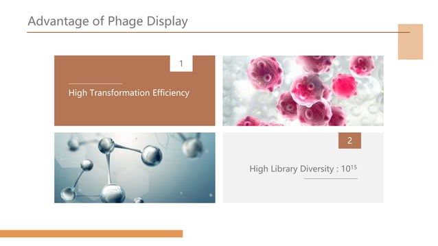Ribosome Display Technology - Creative Biolabs | PPTX | Chemistry | Science